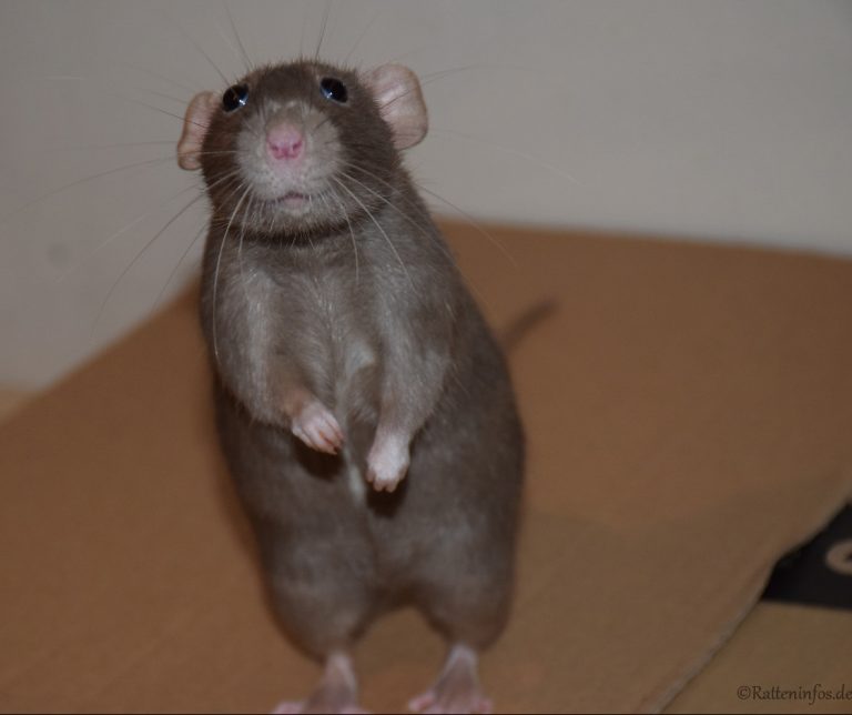 Die Farbratte - allgemeine Informationen