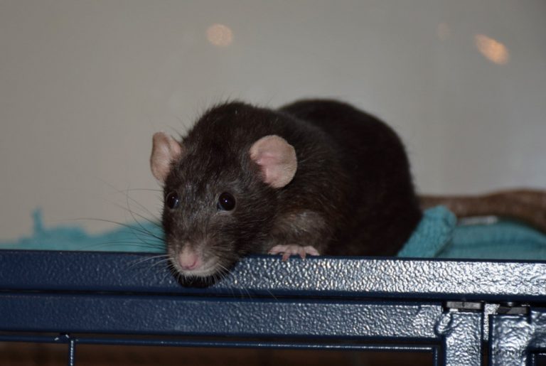 Fellfarben und Zeichnungen - Ratten Infos