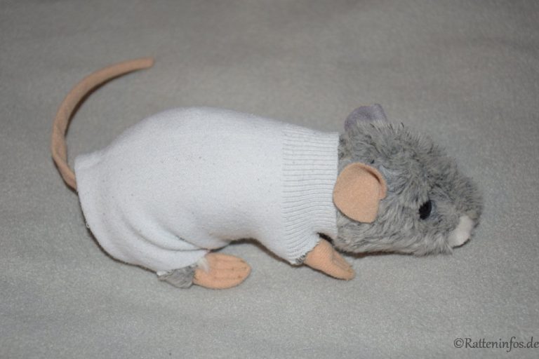 Ratten Tumore - Ratten Infos