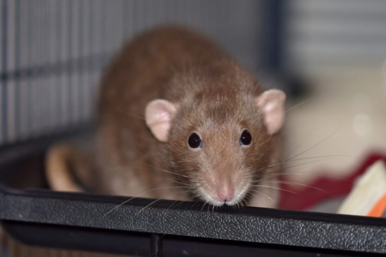 Ratten im Alter - Ratten Infos